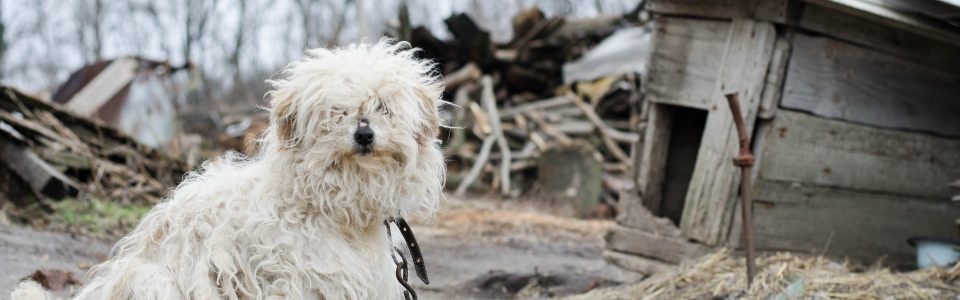 Animal Resources | Wichita Animal Rescue | Wichita, KS