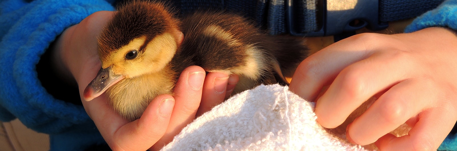 About Wichita Animal Action League | WAAL | Wichita, KS