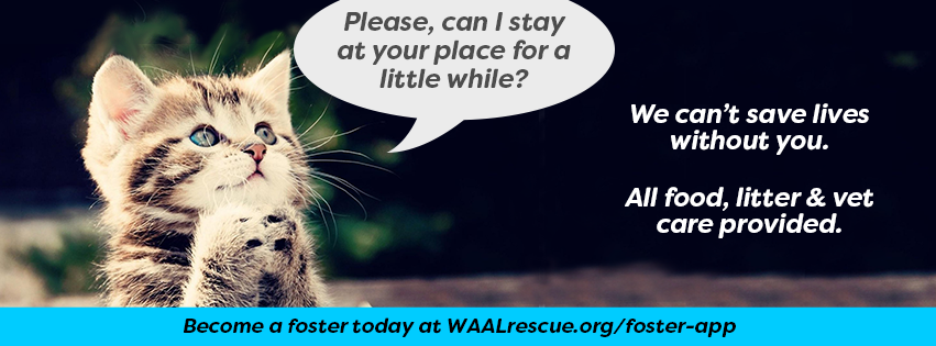 Wichita Animal Action League | Wichita Animal Rescue | Wichita, KS