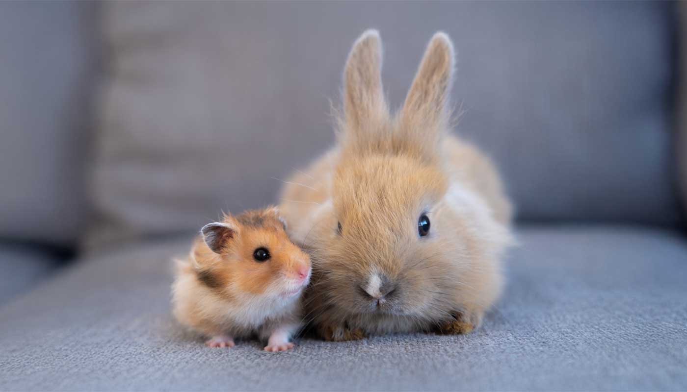Available Small Animals - Wichita Animal Action League